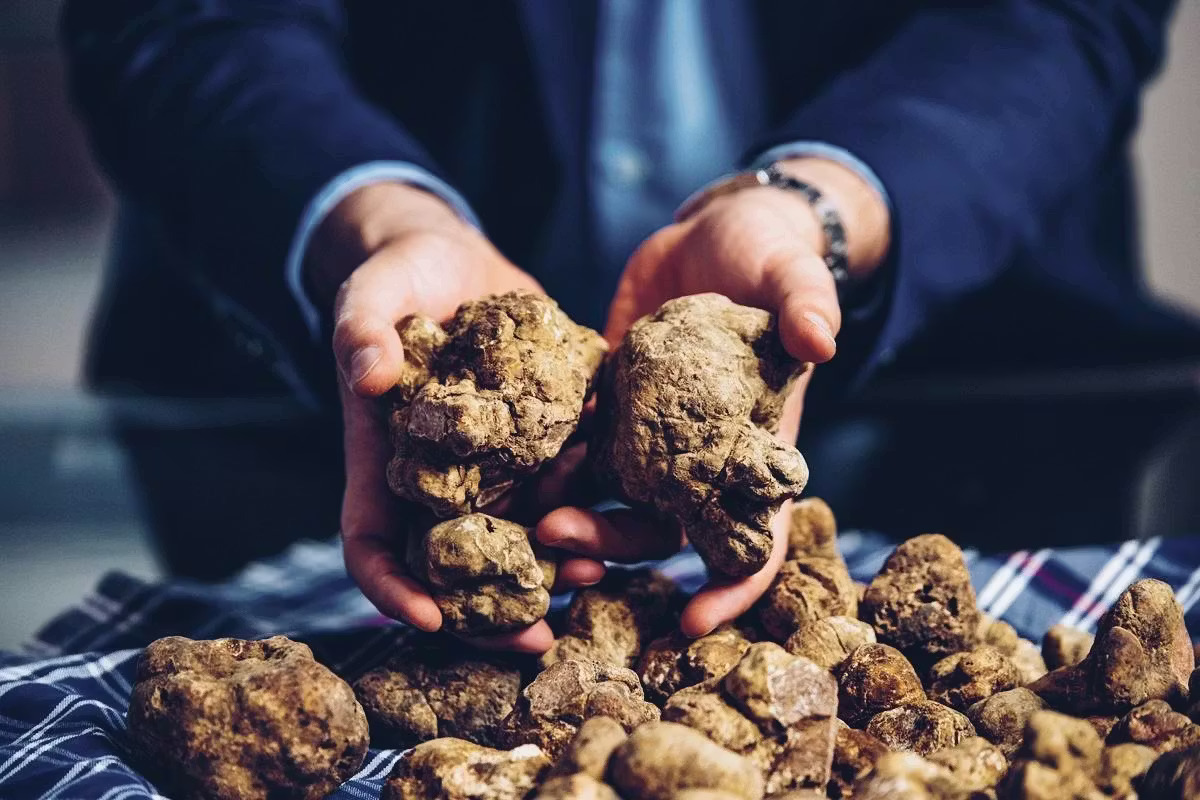 What Are Truffles And Why Are They The World’s Most Expensive ...