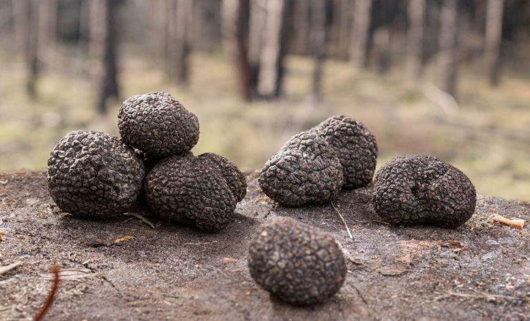 What Are Truffles And Why Are They The World’s Most Expensive ...