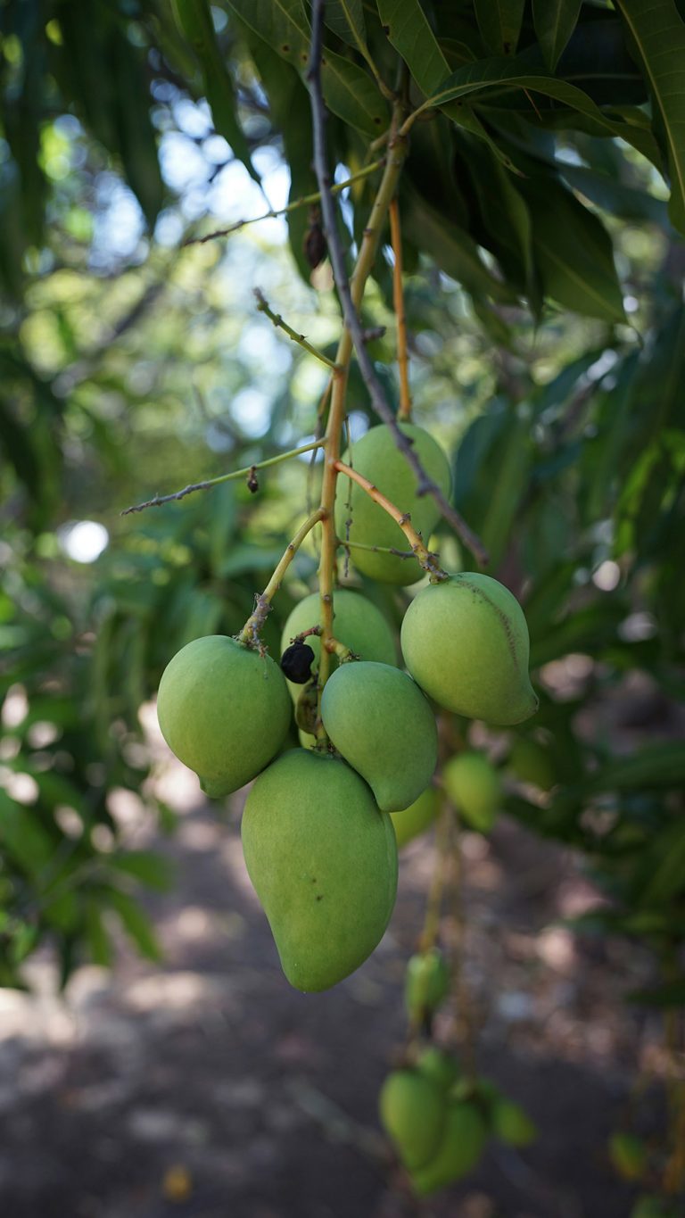 Why Is Malda Called The Mango City Of India? - Outlook Luxe